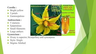 Seed production in tomato | PPTX
