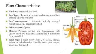 Seed production in tomato | PPTX