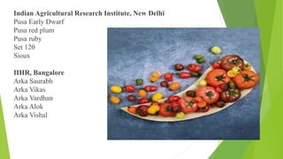 Seed production in tomato | PPTX