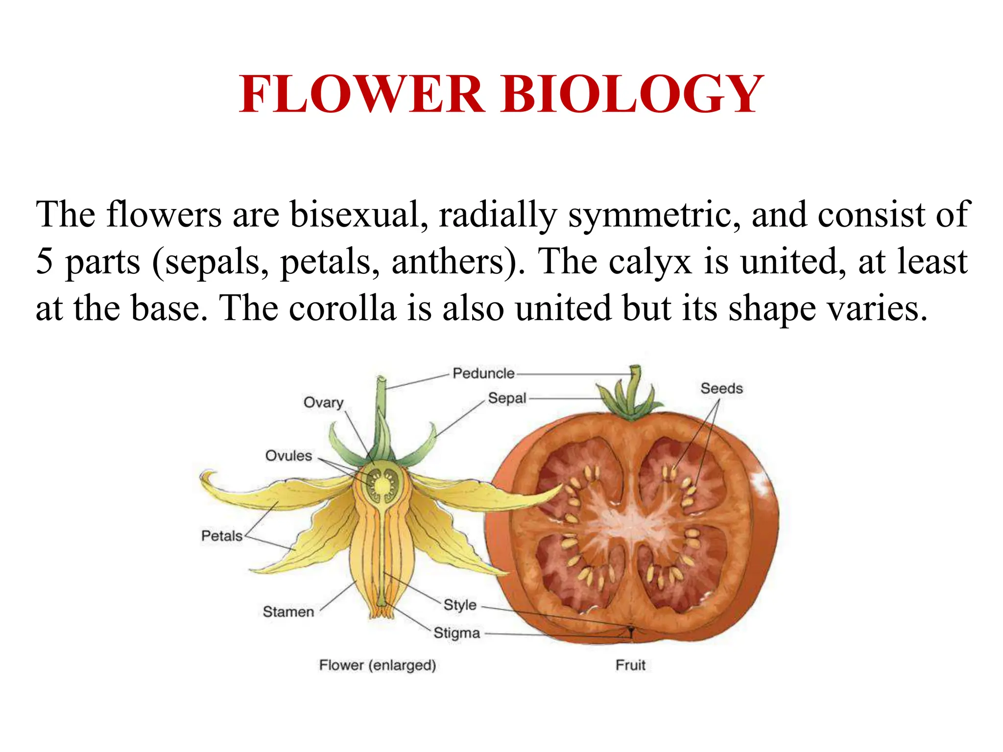 Tomato_-Floral-biology-Emasculation-and-Hybridization-Technique.pdf