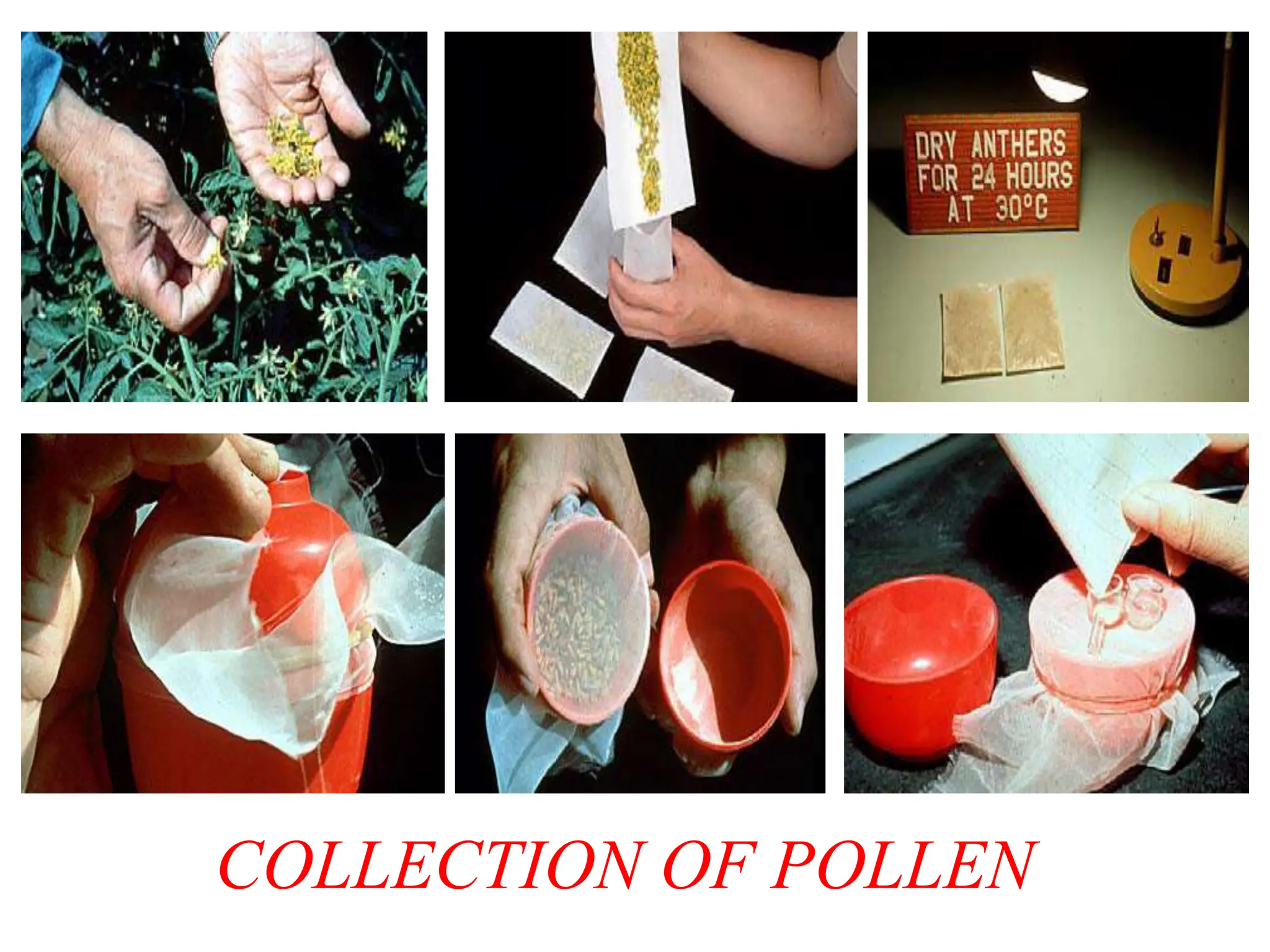 Tomato_-Floral-biology-Emasculation-and-Hybridization-Technique.pdf