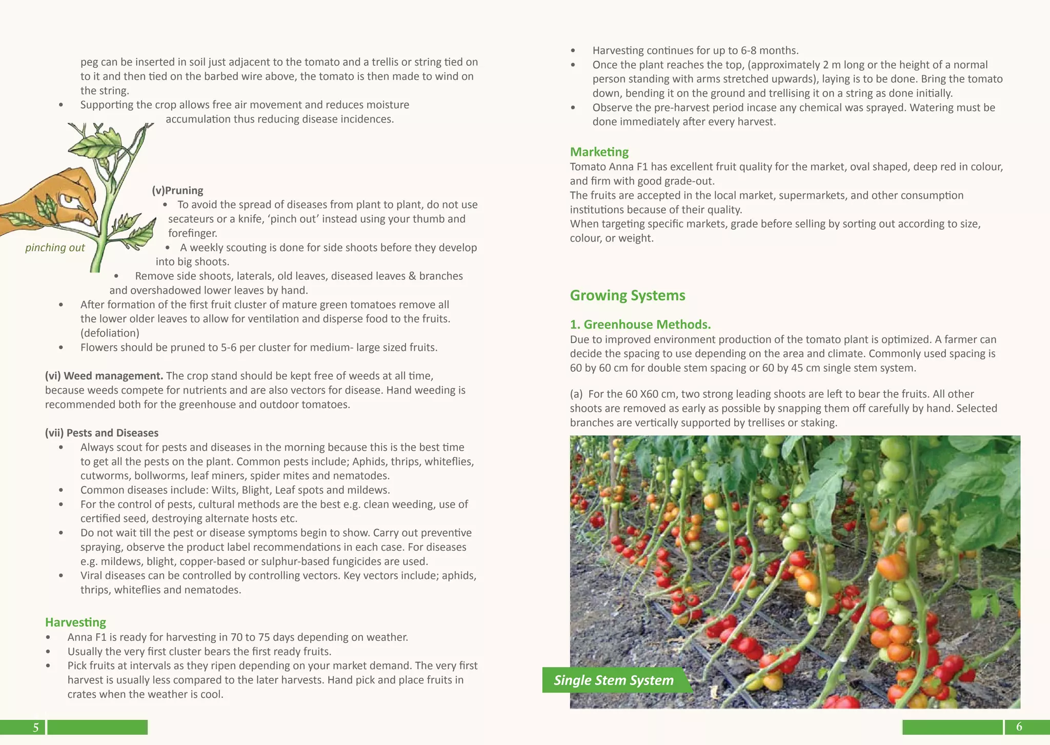 Tomato anna f1_growers_handbook | PDF