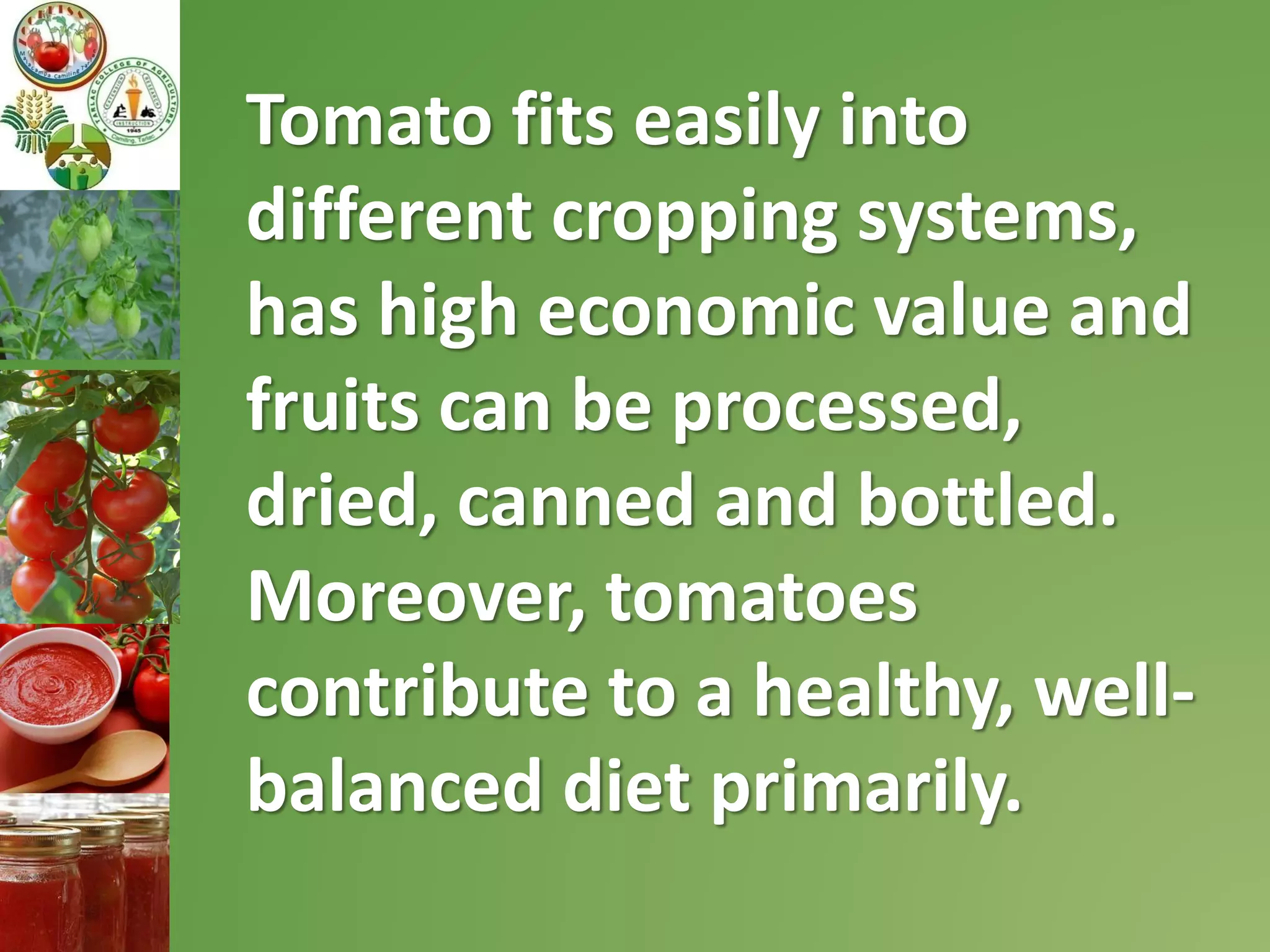 Tomato-based products | PDF