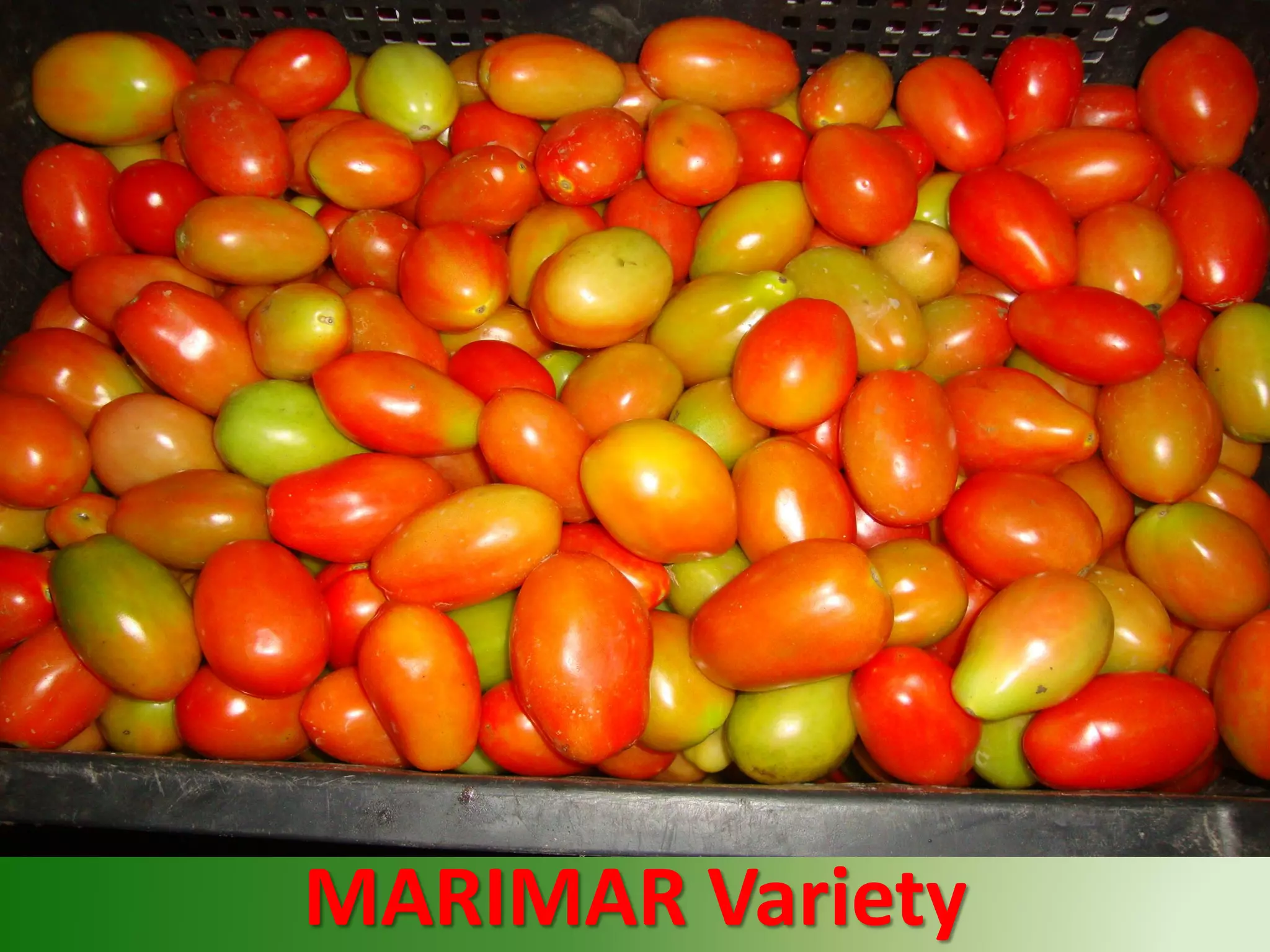 Tomato-based products | PDF