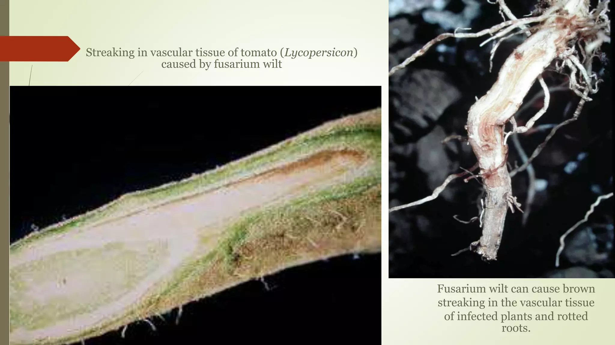 tomatodiseases-190910102423.pdf