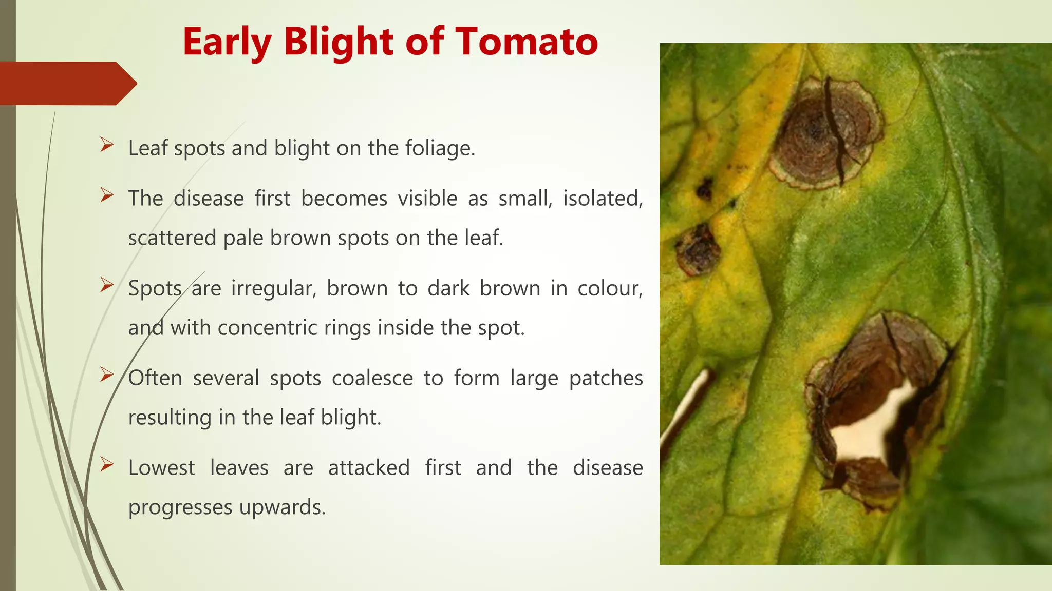 tomatodiseases-190910102423.pdf