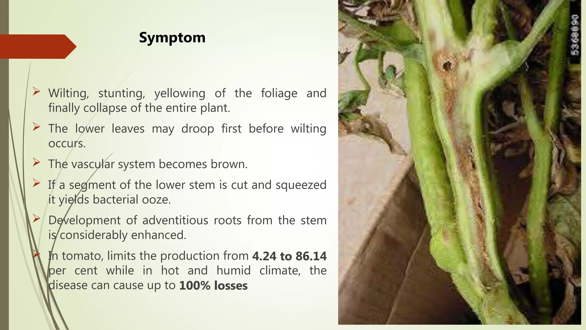 Tomato diseases | PPTX | Infectious Diseases | Diseases and Conditions