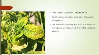 Tomato diseases | PPTX