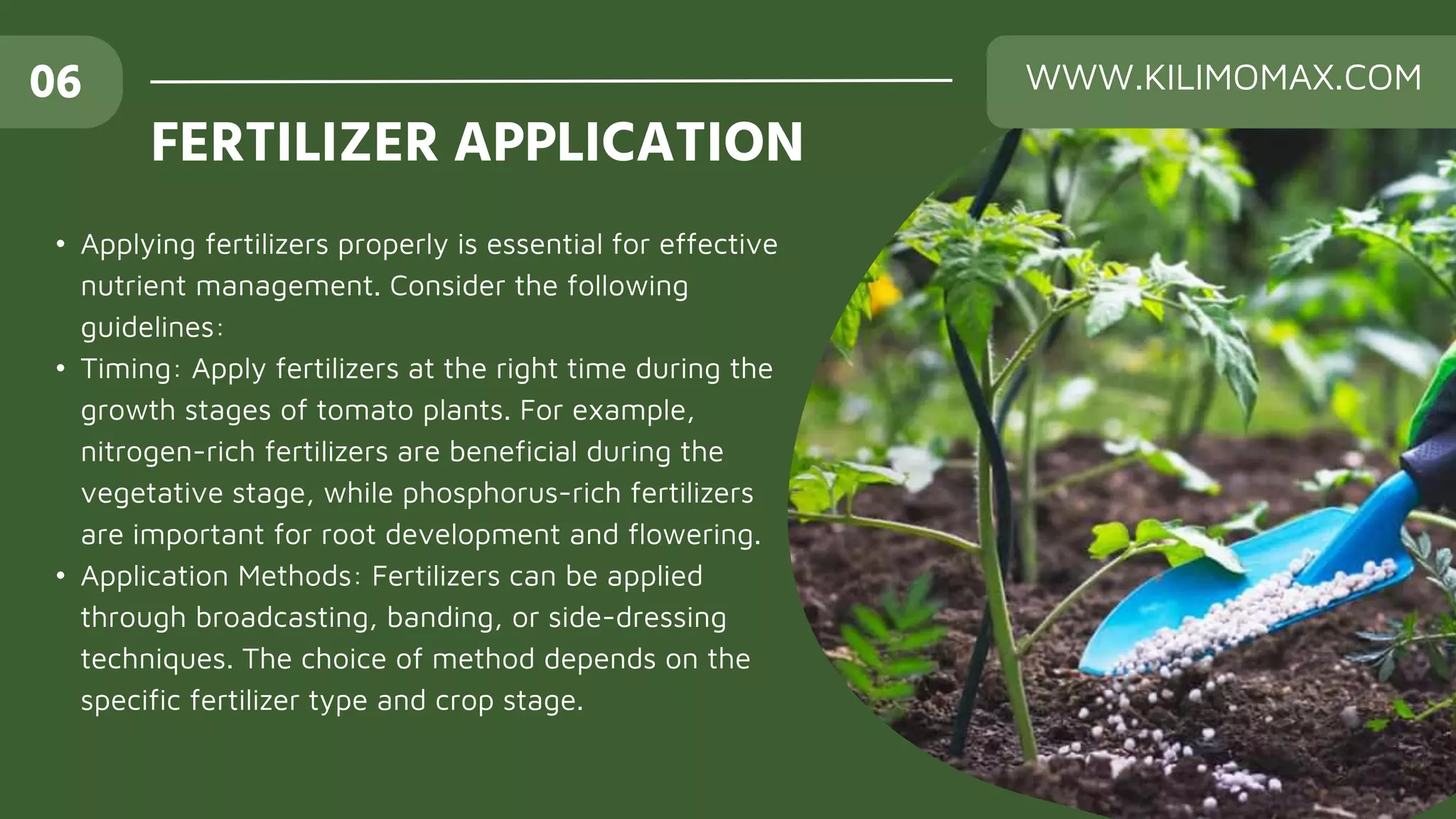 Tomato Fertilizers.pptx