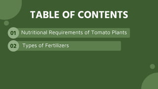 Tomato Fertilizers.pptx