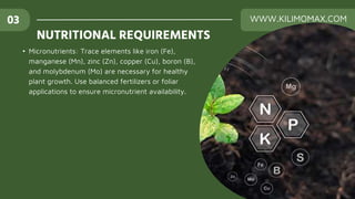 Tomato Fertilizers.pptx