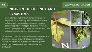 Tomato Fertilizers.pptx