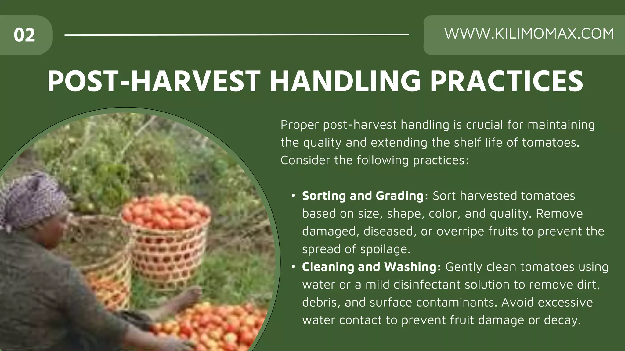 Tomato harvest | PPTX
