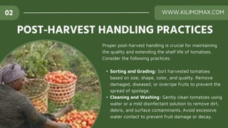 Tomato harvest | PPTX