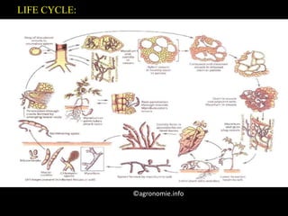 Fusarium Oxysporum Life Cycle