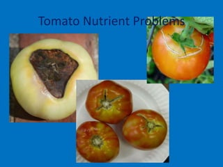 Tomato nutrition from germination to harvest in high | PPTX