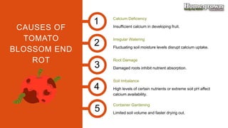 Tomato Plant with Blossom End Rot - Homegrown Outlet | PPT