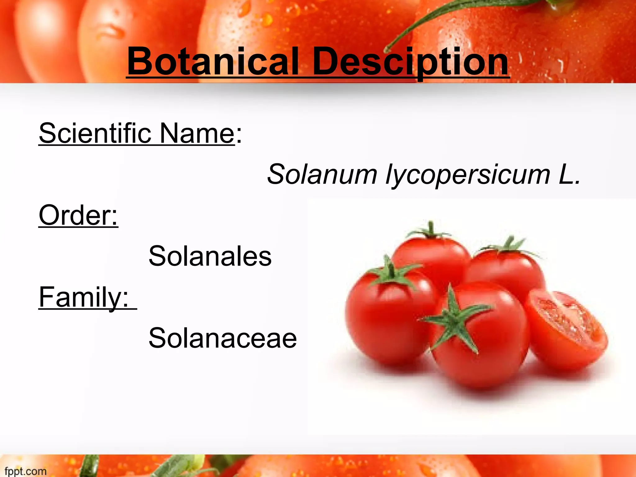 Tomato ppt | PPT
