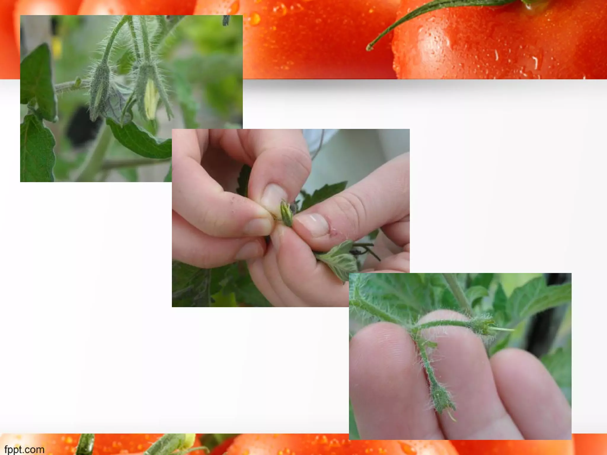 Tomato ppt | PPT