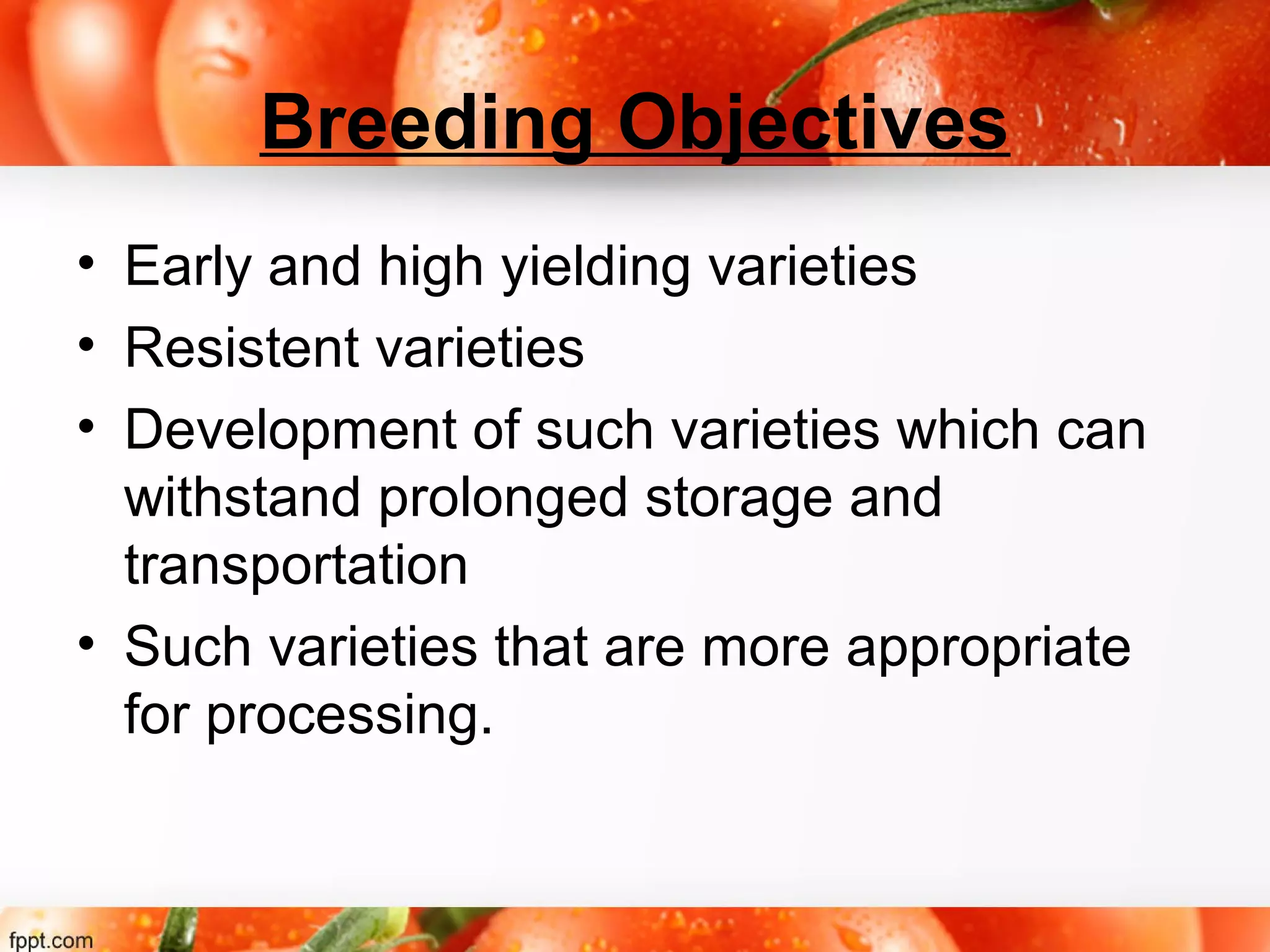 Tomato ppt | PPT