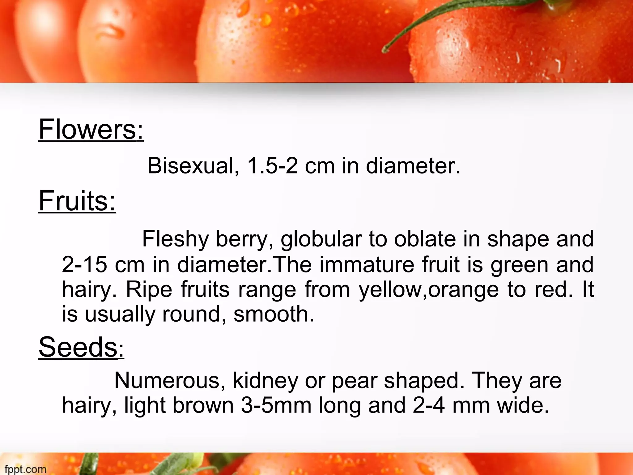Tomato ppt | PPT