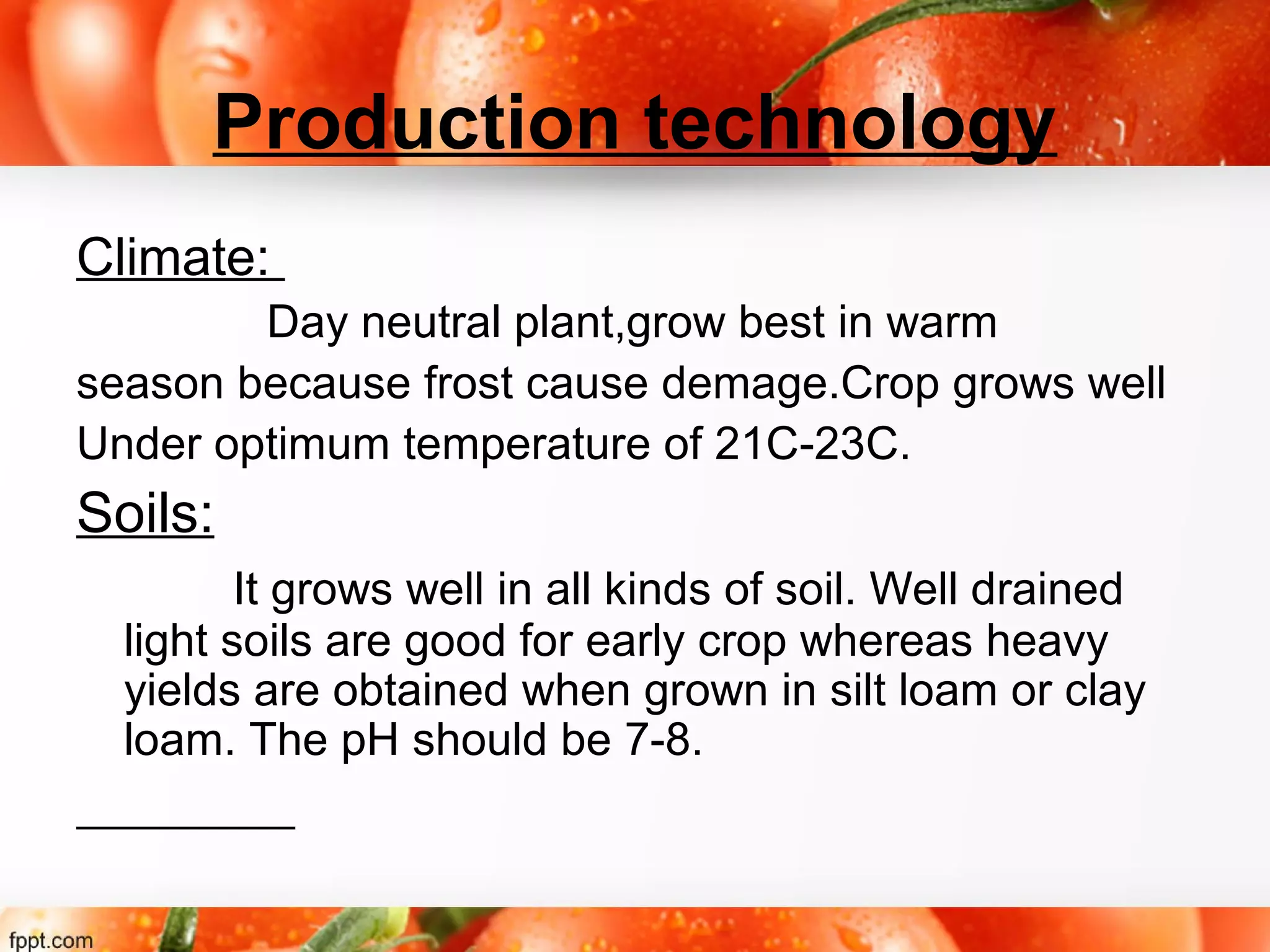 Tomato ppt | PPT