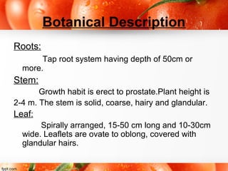 Tomato ppt | PPT