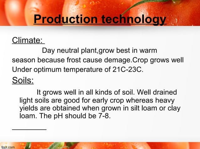 Tomato ppt | PPT