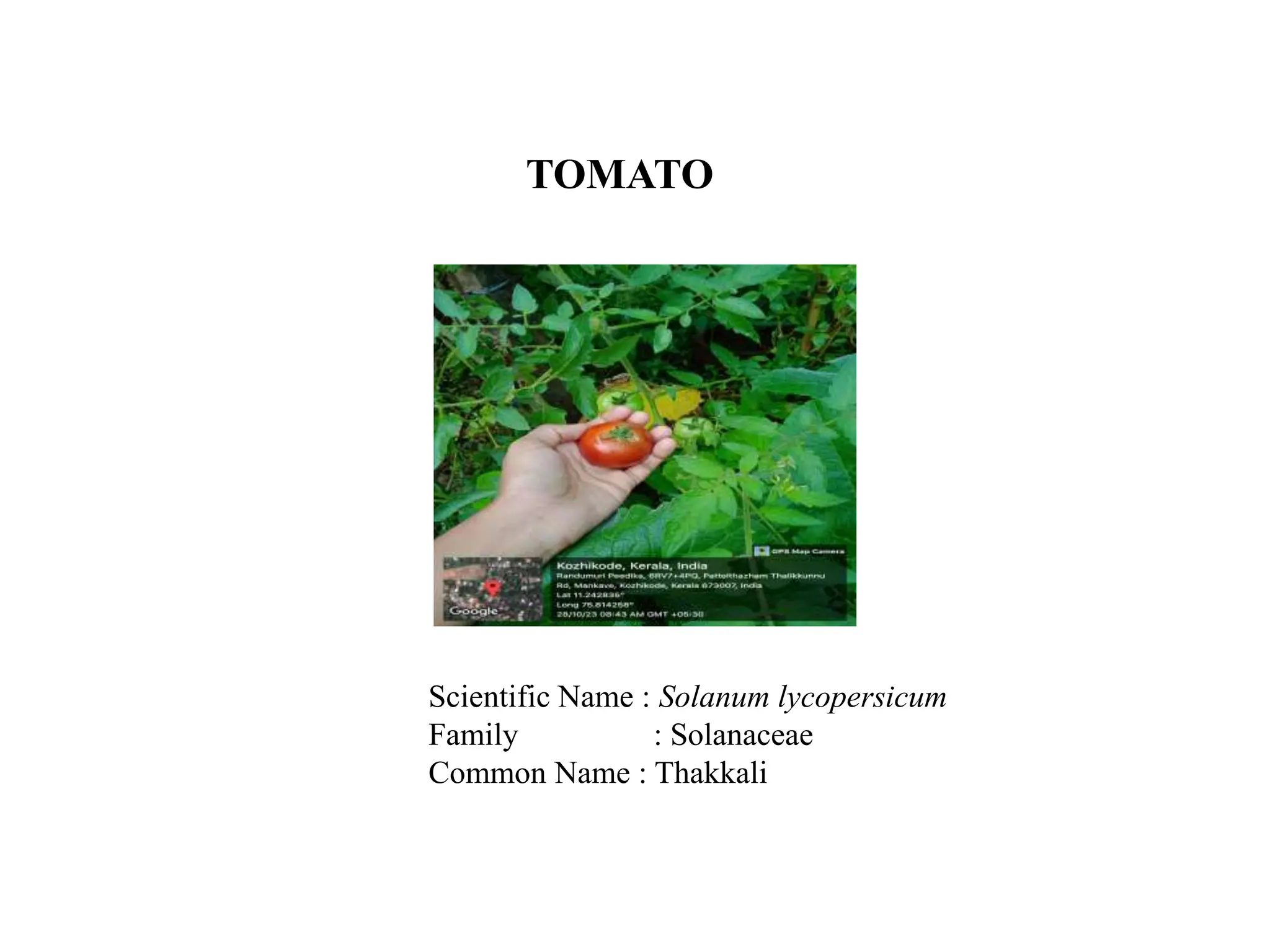 Cultivation aspects and a basic information aboutTomato PPT.pptx