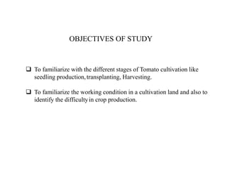 Cultivation aspects and a basic information aboutTomato PPT.pptx