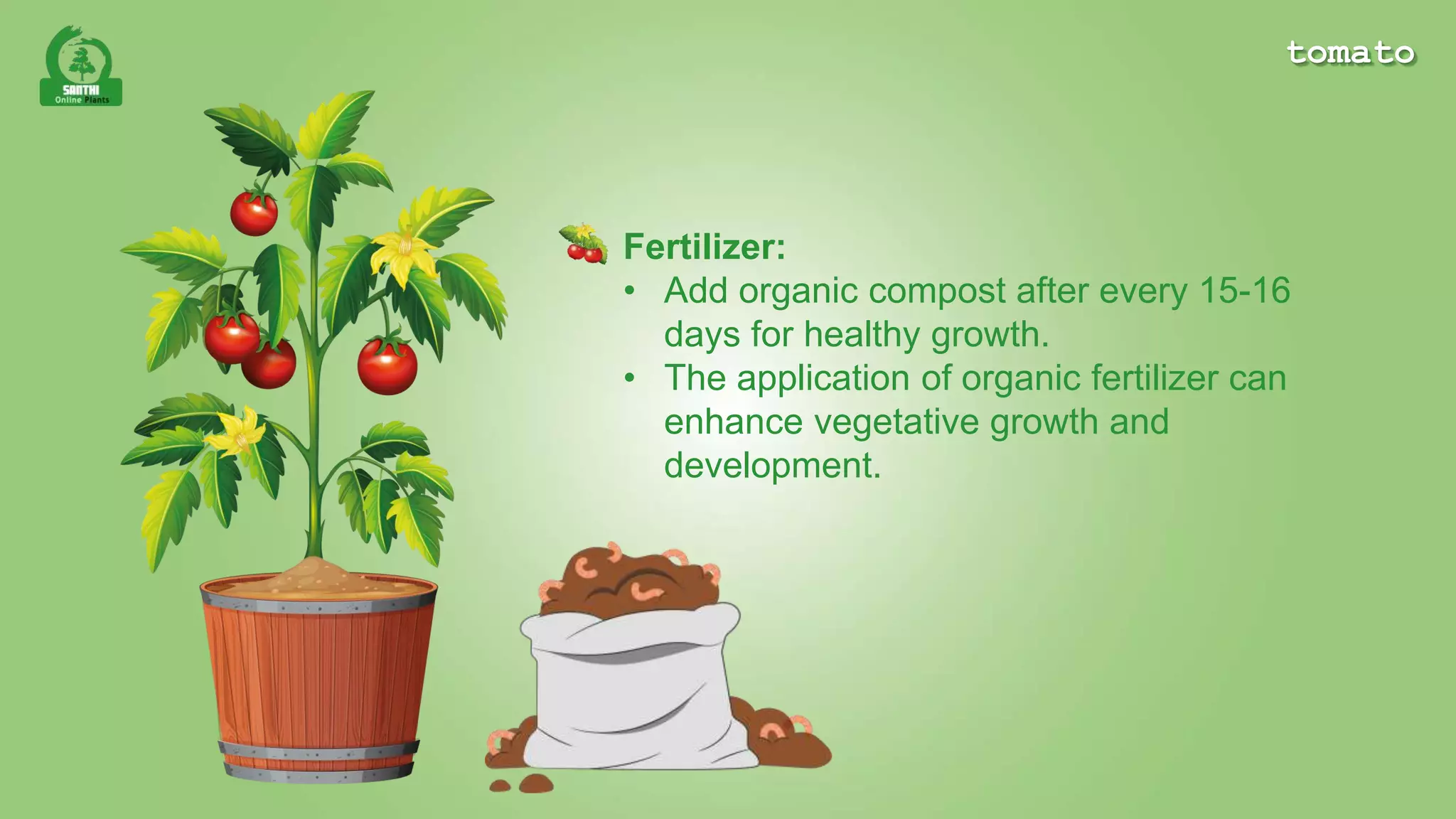 Tomato PPT | PPTX