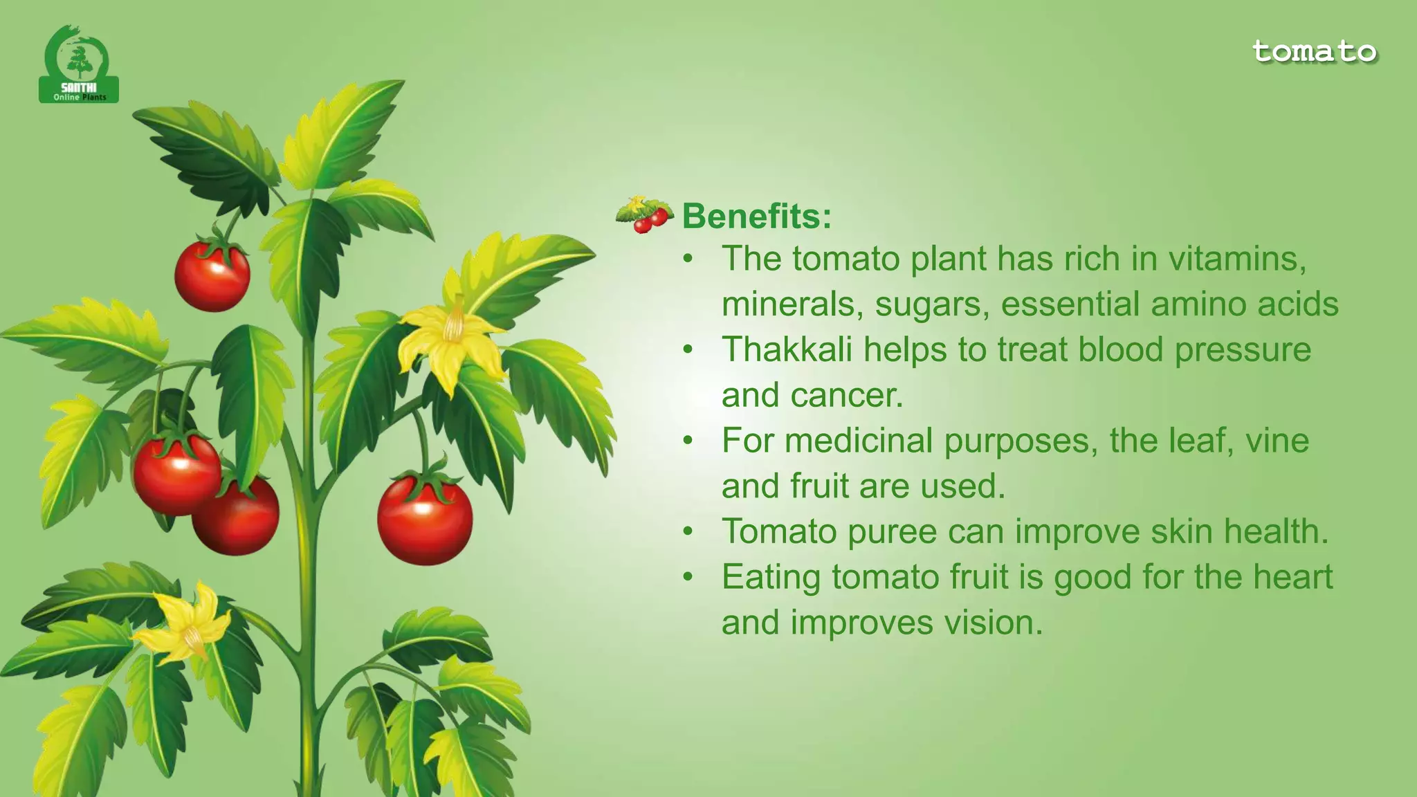 Tomato PPT | PPTX