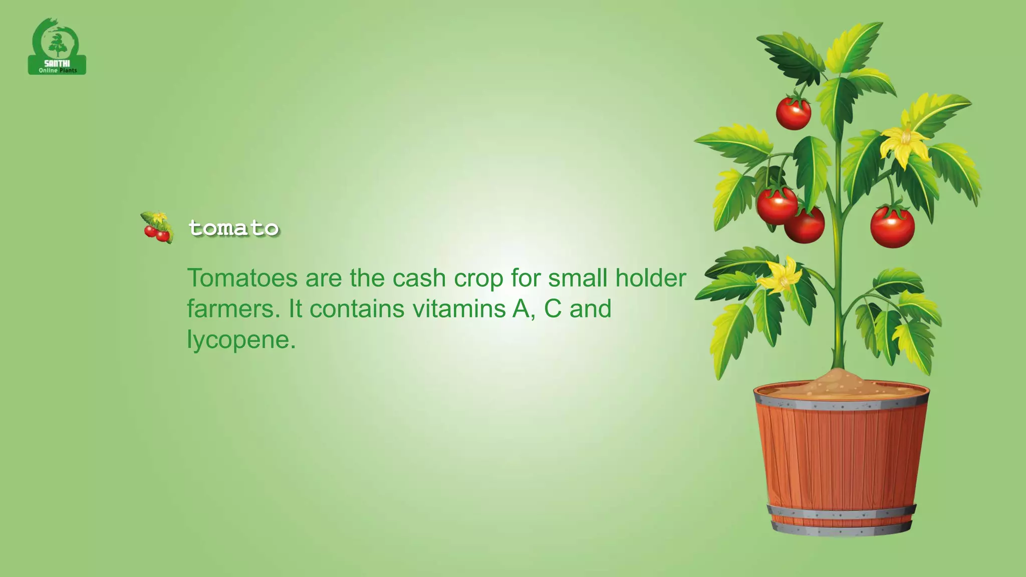 Tomato PPT | PPTX