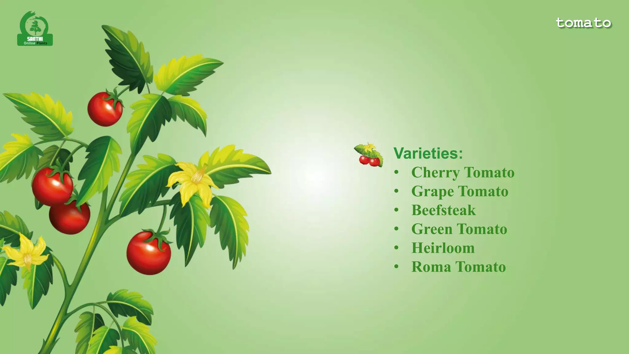Tomato PPT | PPTX