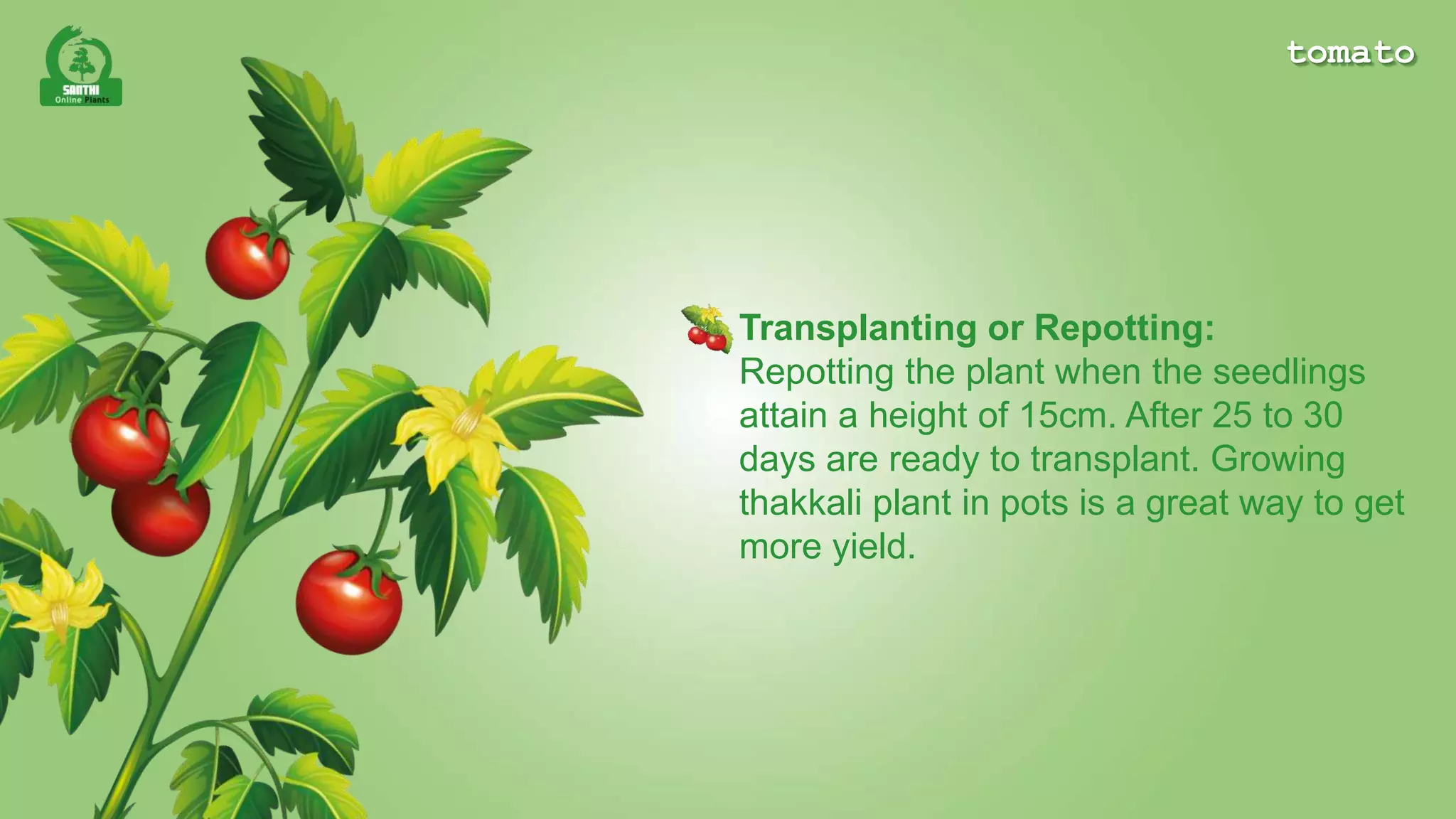 Tomato PPT | PPTX