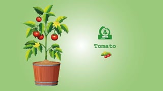 Tomato PPT | PPT
