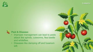 Tomato PPT | PPTX