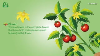 Tomato PPT | PPTX