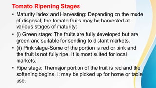 Tomato processing.pptx Food technology and food sciences | PPTX