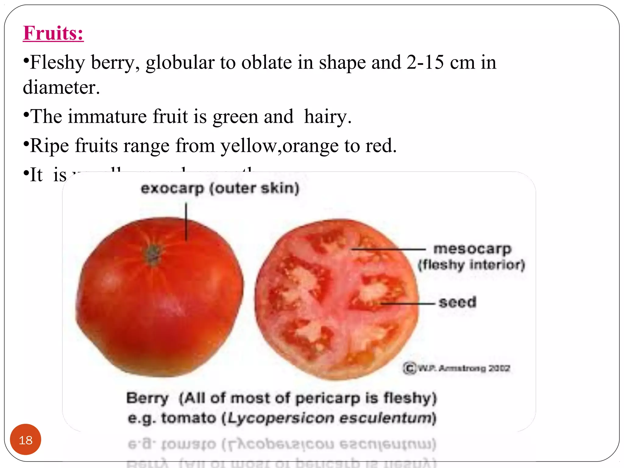 Tomato production technology | PPT