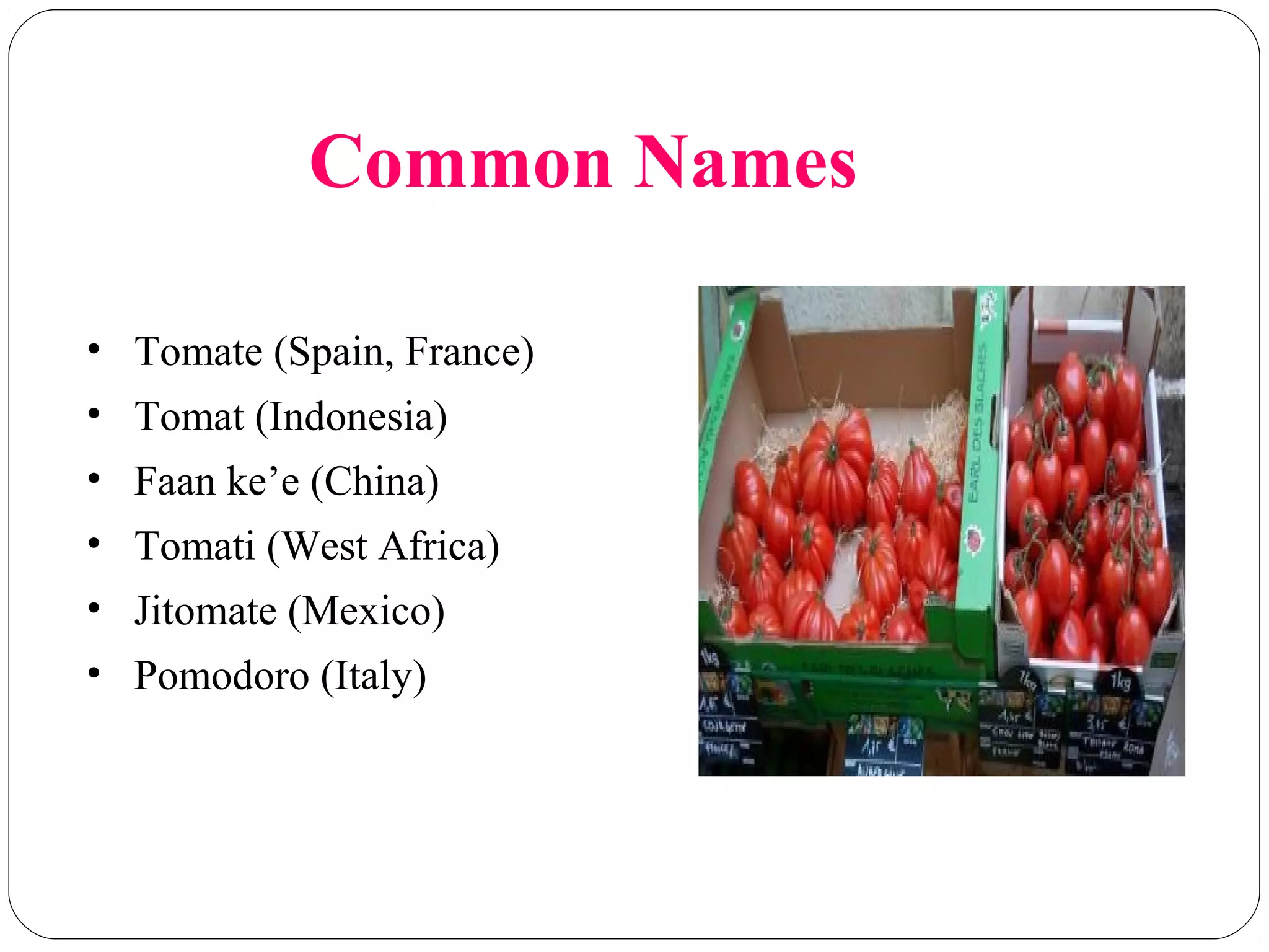 Tomato production technology | PPT