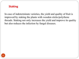 Tomato production technology | PPT