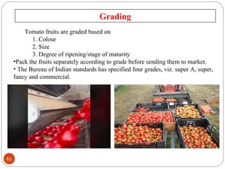 Tomato production technology | PPT