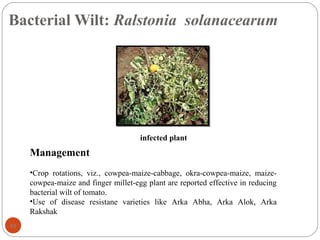 Tomato production technology | PPT
