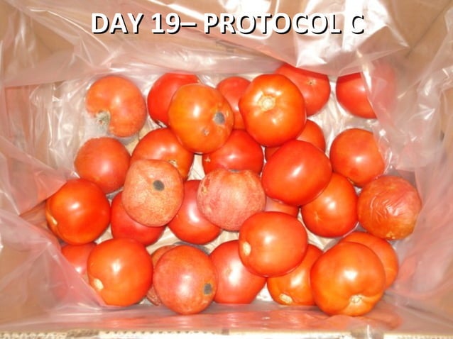 Tomato Shelf Life Testing | PPT