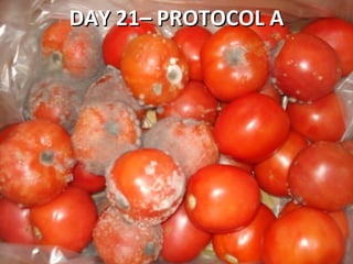 Tomato Shelf Life Testing | PPT