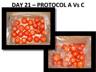 Tomato Shelf Life Testing | PPT