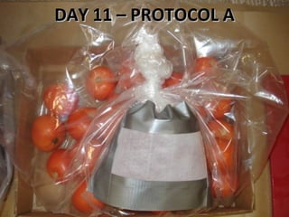 Tomato Shelf Life Testing | PPT