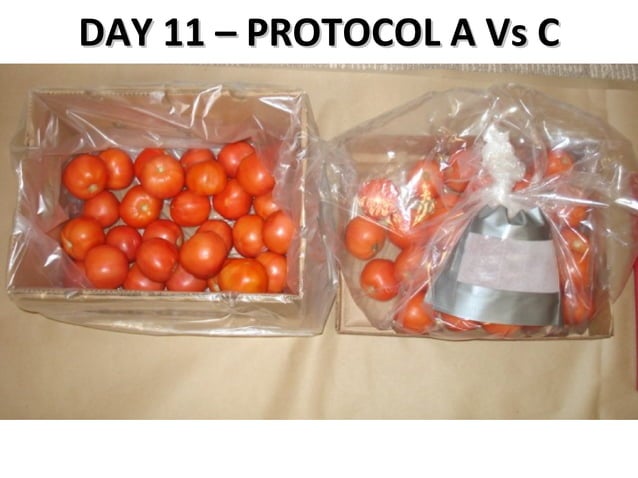 Tomato Shelf Life Testing | PPT