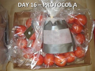 Tomato Shelf Life Testing | PPT